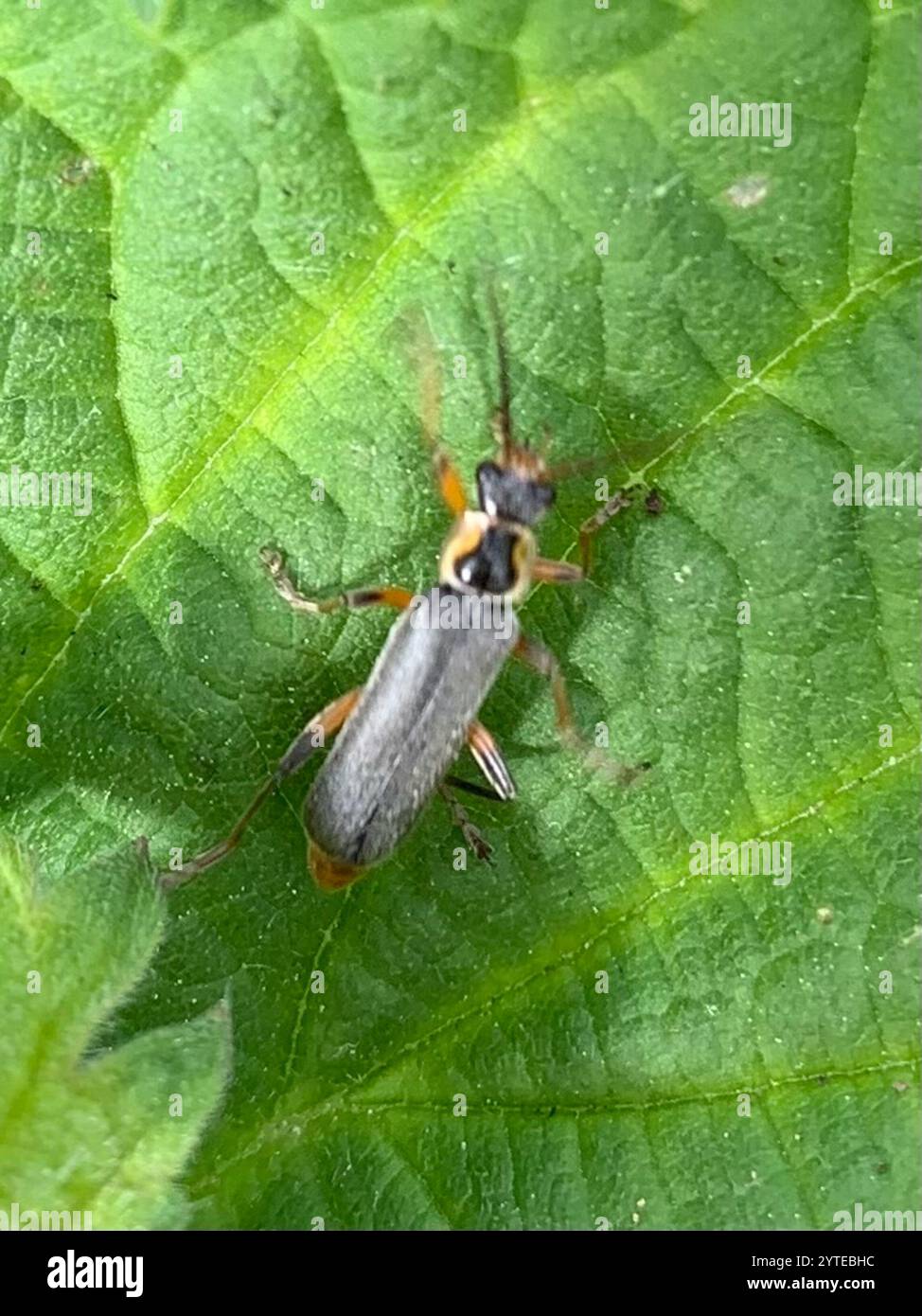 Grey sailor beetle hi-res stock photography and images - Alamy