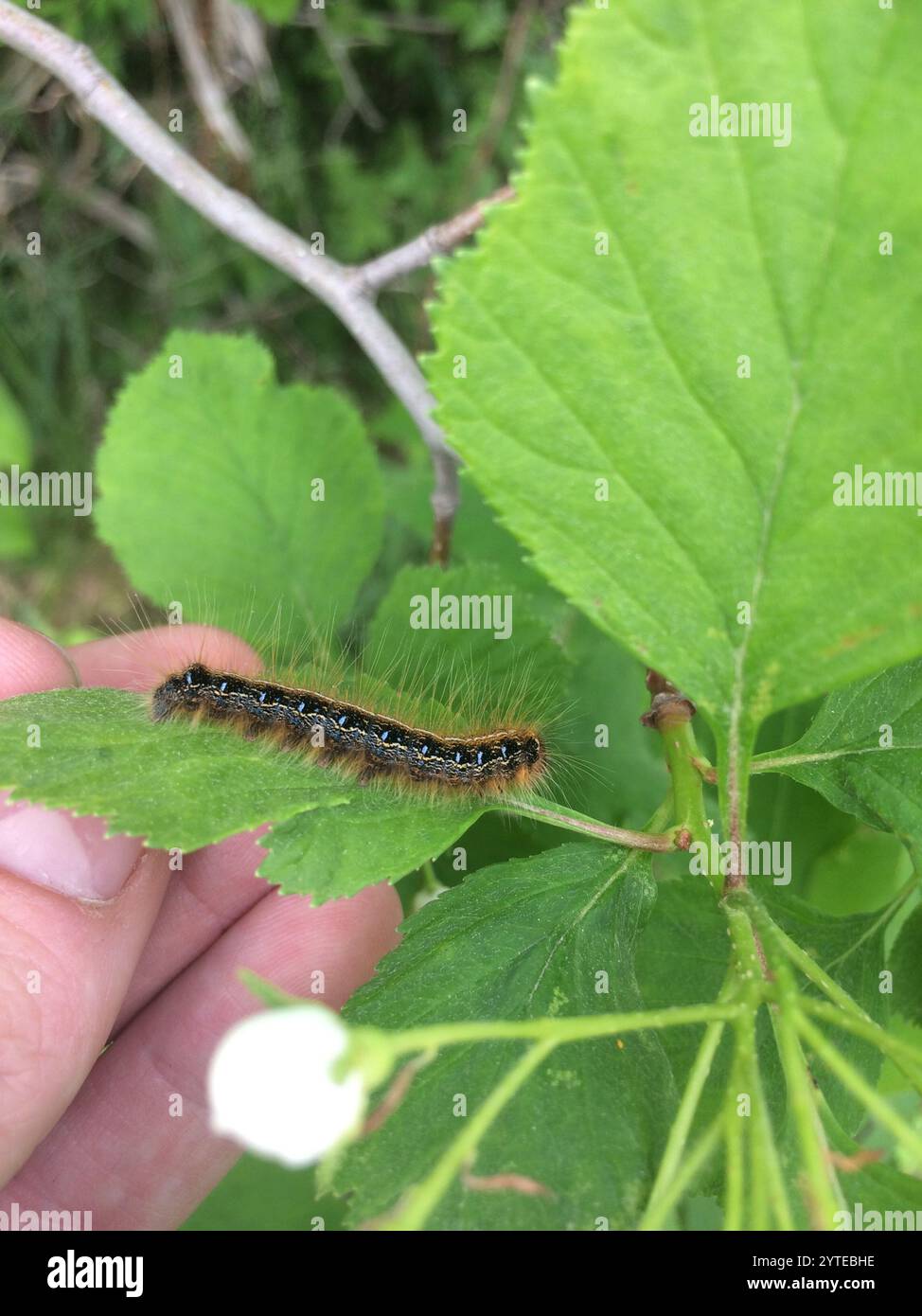 Eastern Tent Caterpillar Moth (Malacosoma americana Stock Photo - Alamy