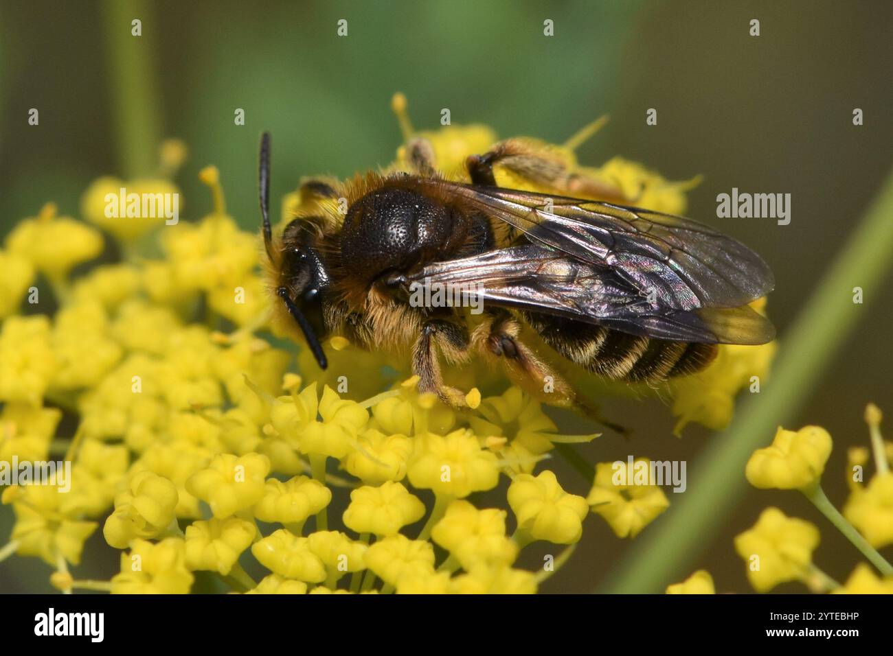 Mining Bees (Andrena Stock Photo - Alamy