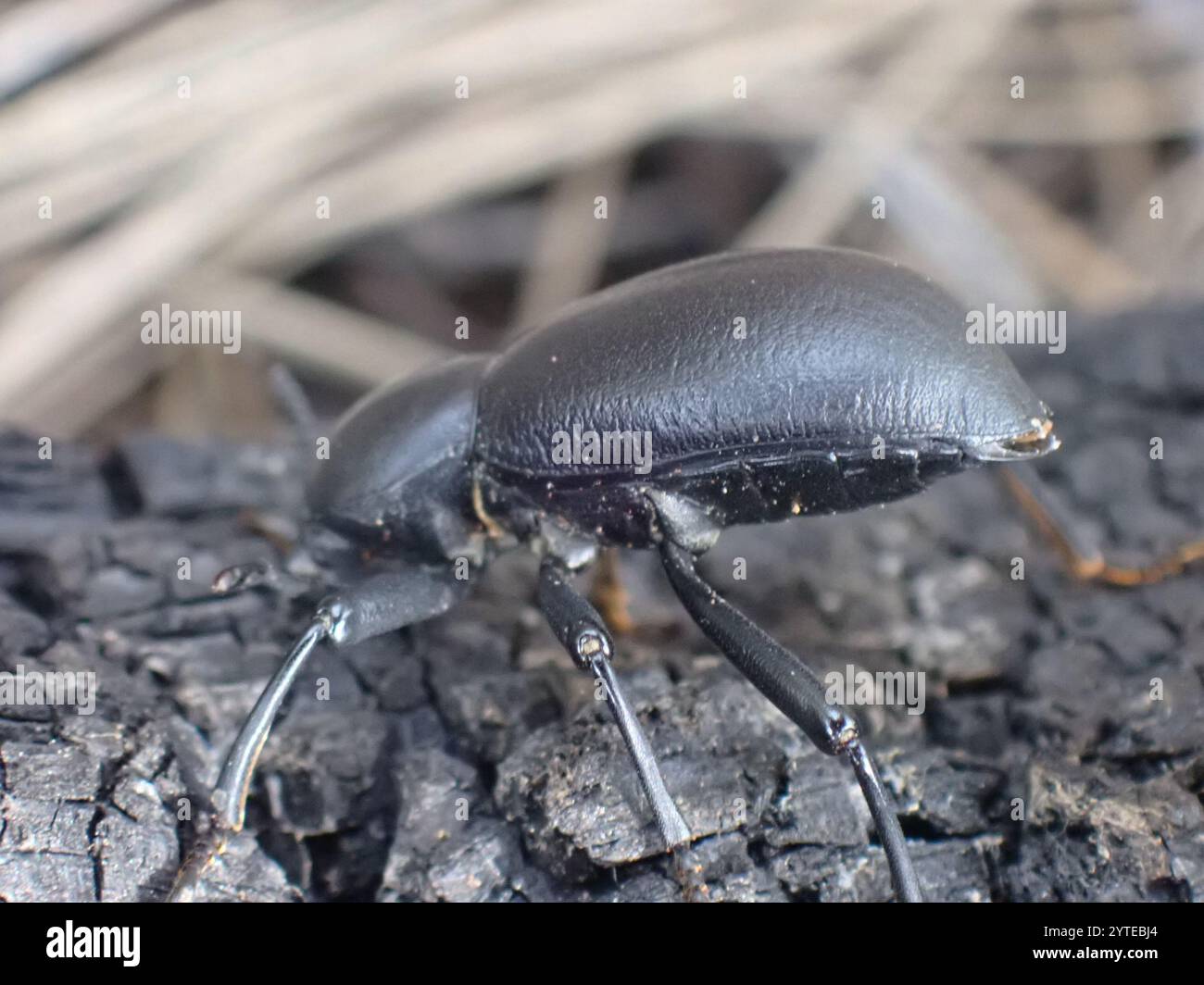 California Broad-necked Darkling Beetle (Coelocnemis dilaticollis Stock ...