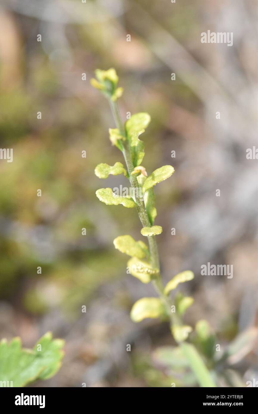 Mustard Flower Rust (Puccinia monoica Stock Photo - Alamy