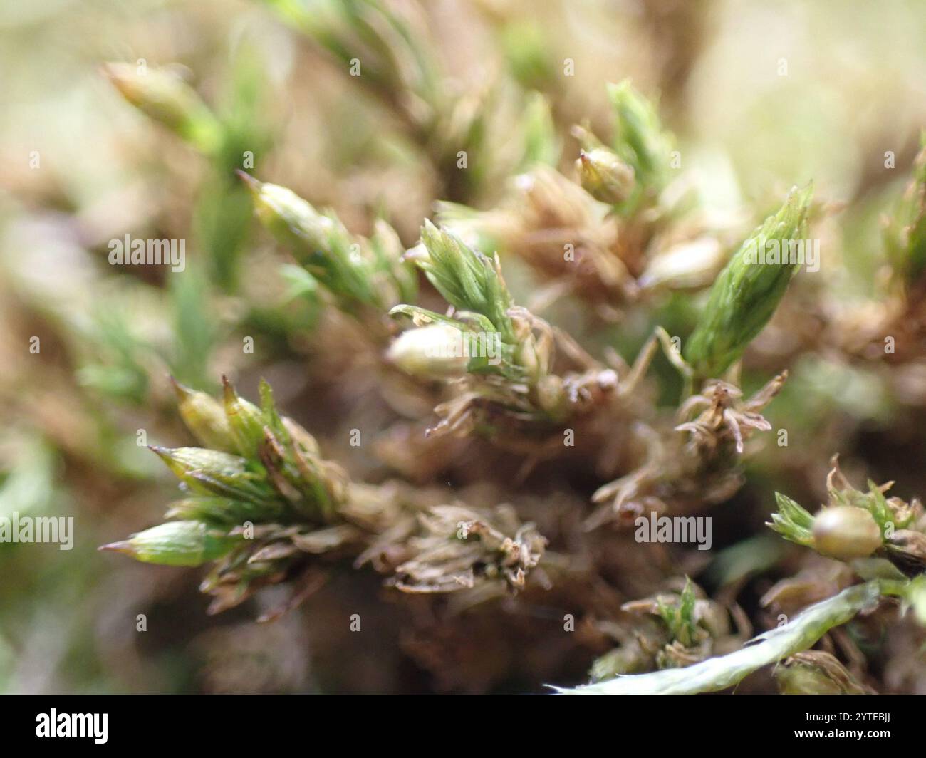 Wood Bristle-moss (Lewinskya affinis Stock Photo - Alamy