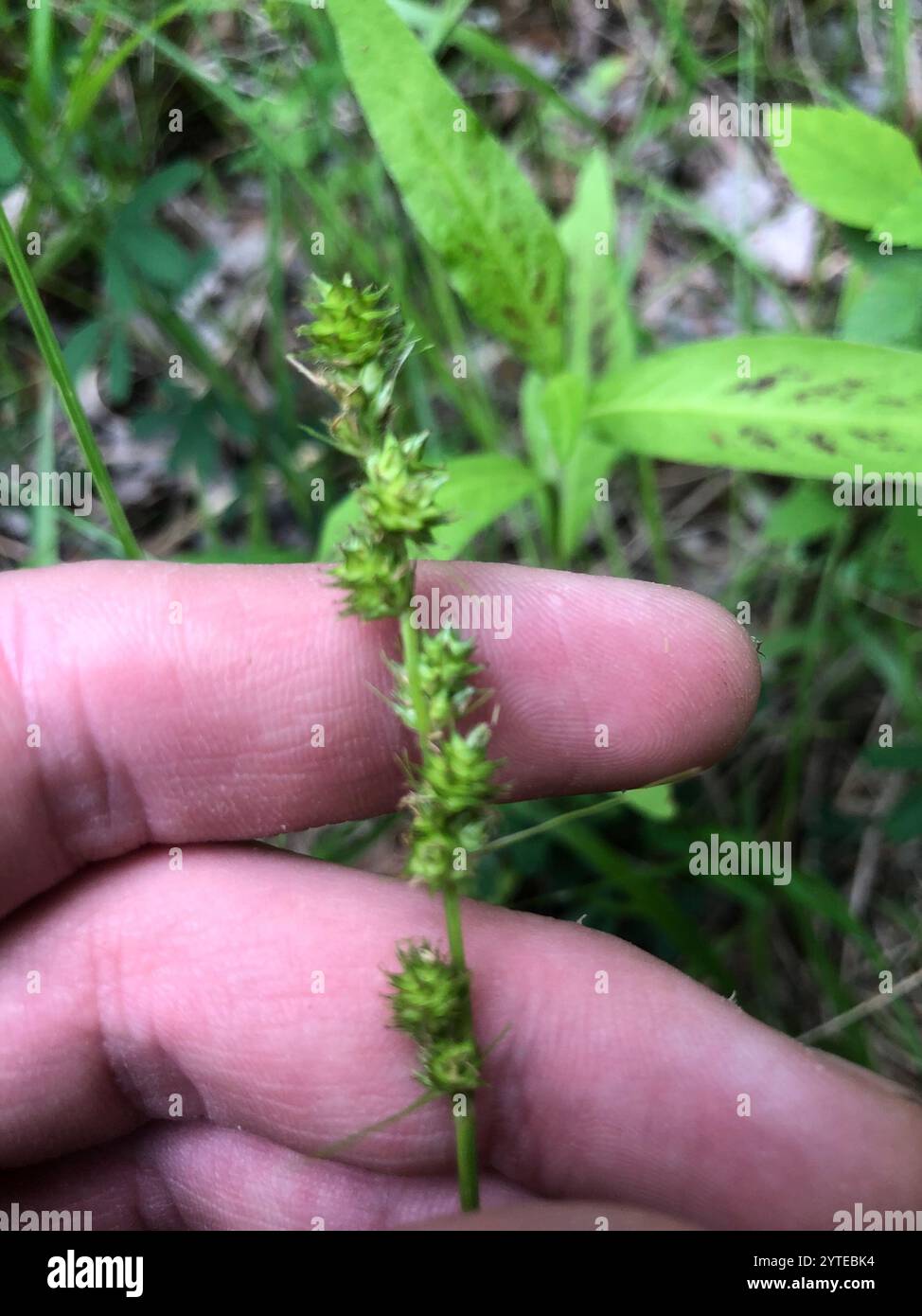 Eastern Fox Sedge (Carex triangularis Stock Photo - Alamy