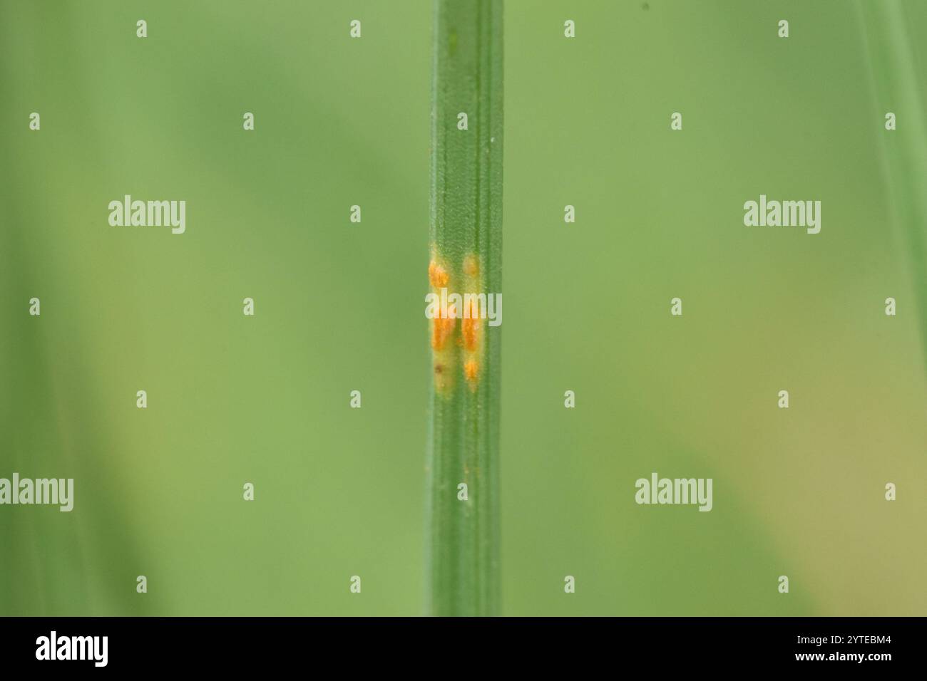 Allium Rust (Puccinia allii Stock Photo - Alamy