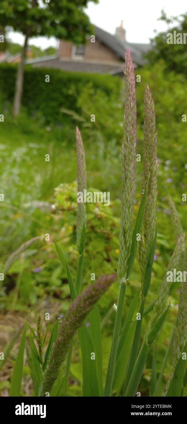 Meadow Foxtail (Alopecurus pratensis Stock Photo - Alamy