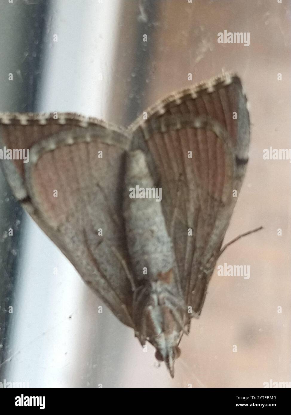 Treble Bar (Aplocera plagiata Stock Photo - Alamy