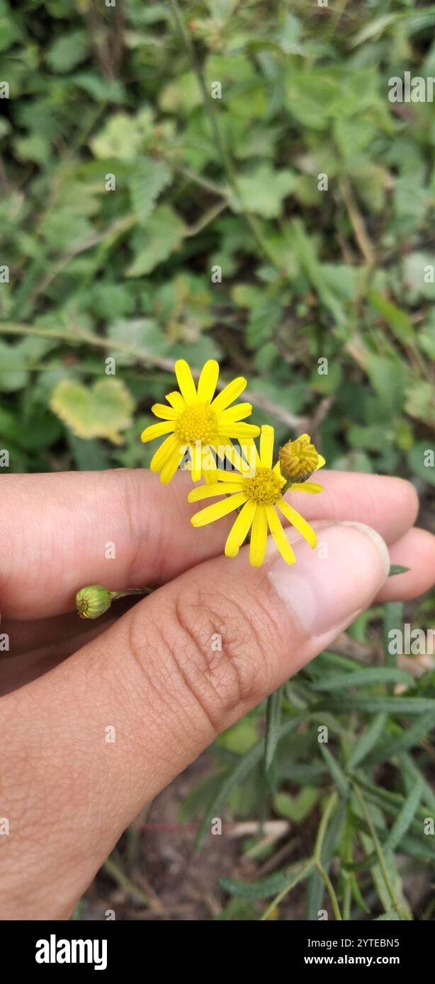 Madagascar Ragwort (Senecio madagascariensis Stock Photo - Alamy