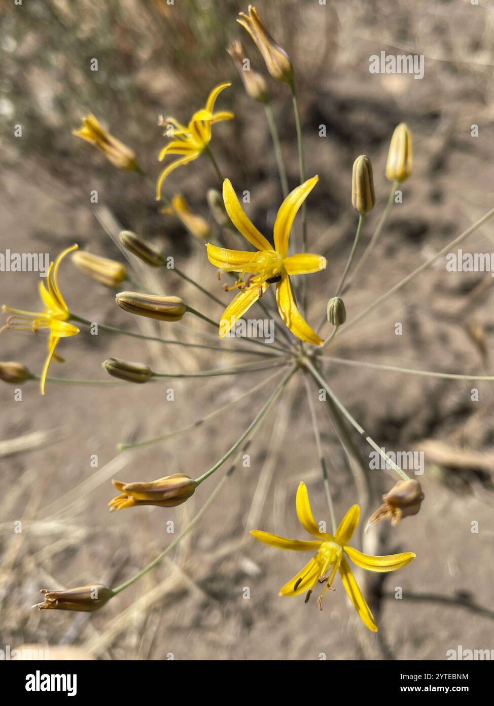 Bloomeria hi-res stock photography and images - Alamy