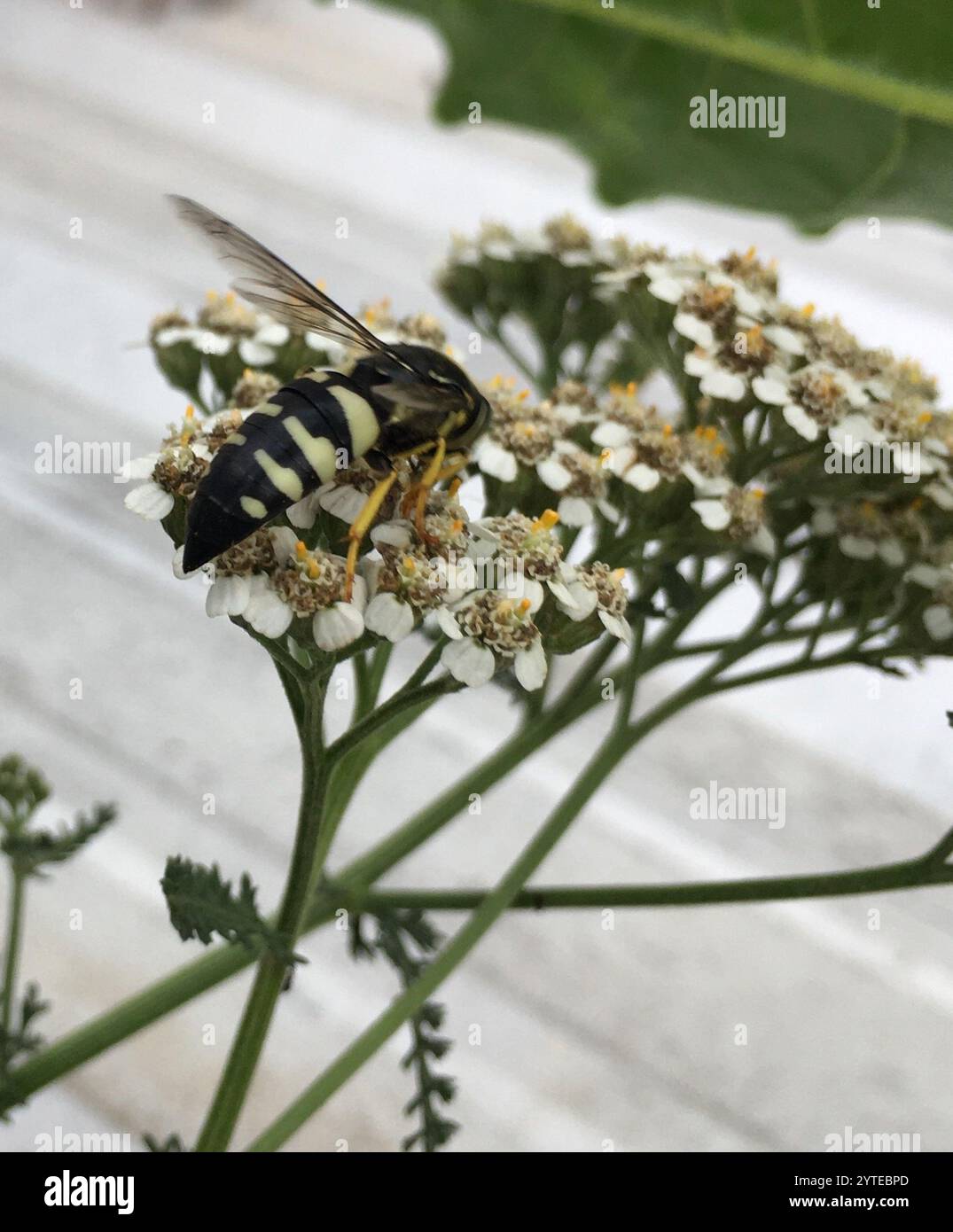 Four-banded Stink Bug Wasp (Bicyrtes quadrifasciatus Stock Photo - Alamy