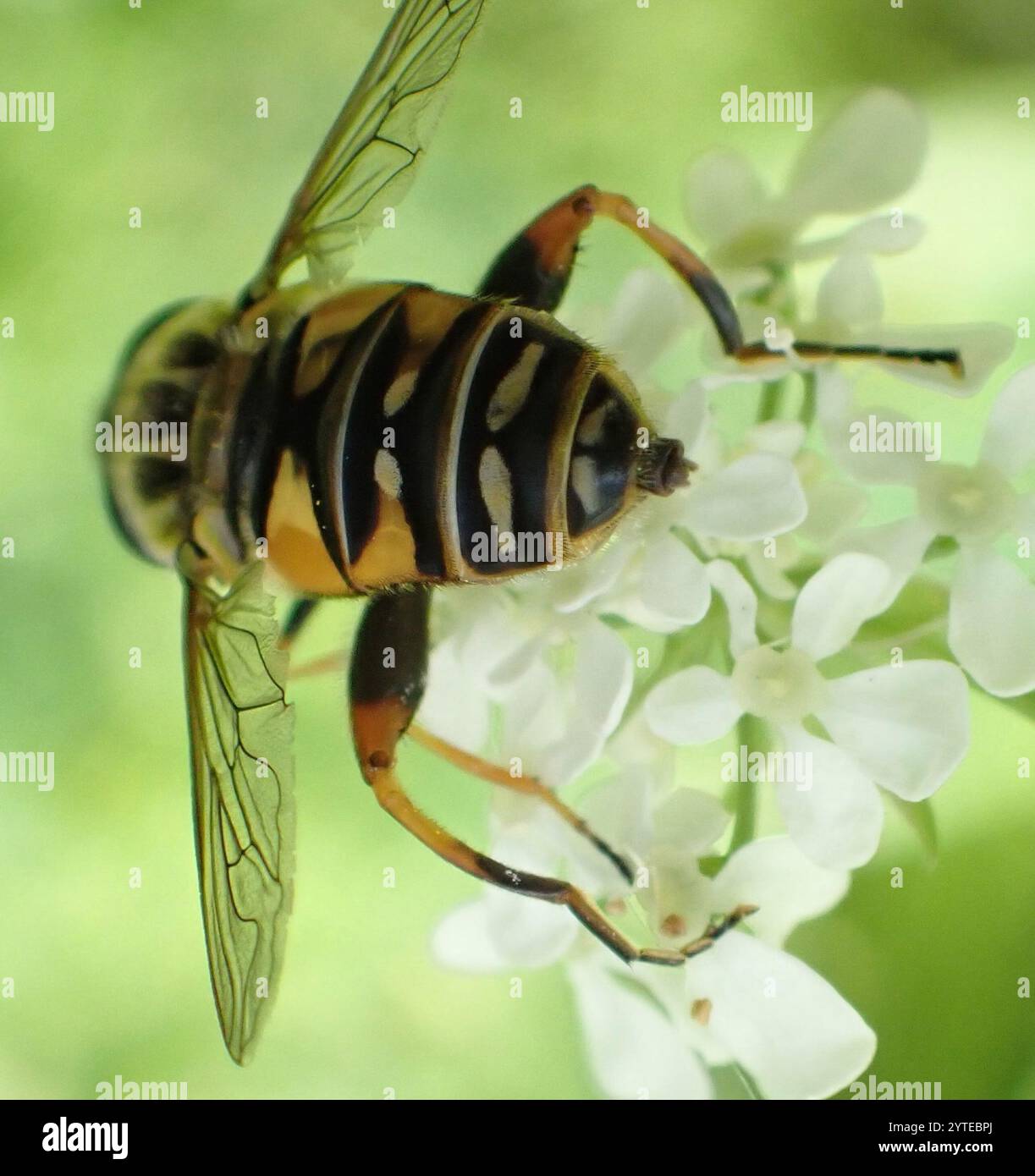 Sun Fly (Helophilus pendulus Stock Photo - Alamy