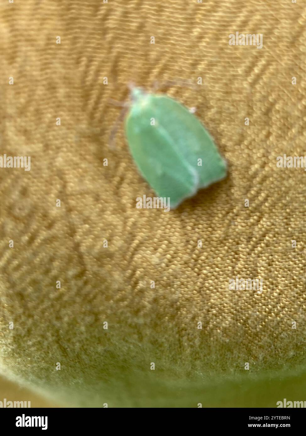 Green Oak Tortrix (Tortrix viridana Stock Photo - Alamy