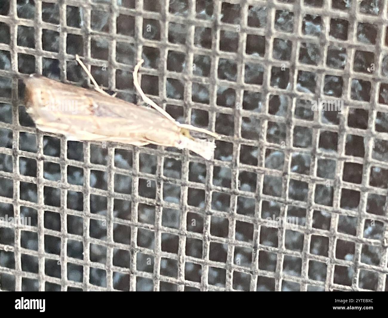 Bluegrass Webworm Moth (Parapediasia teterrellus Stock Photo - Alamy
