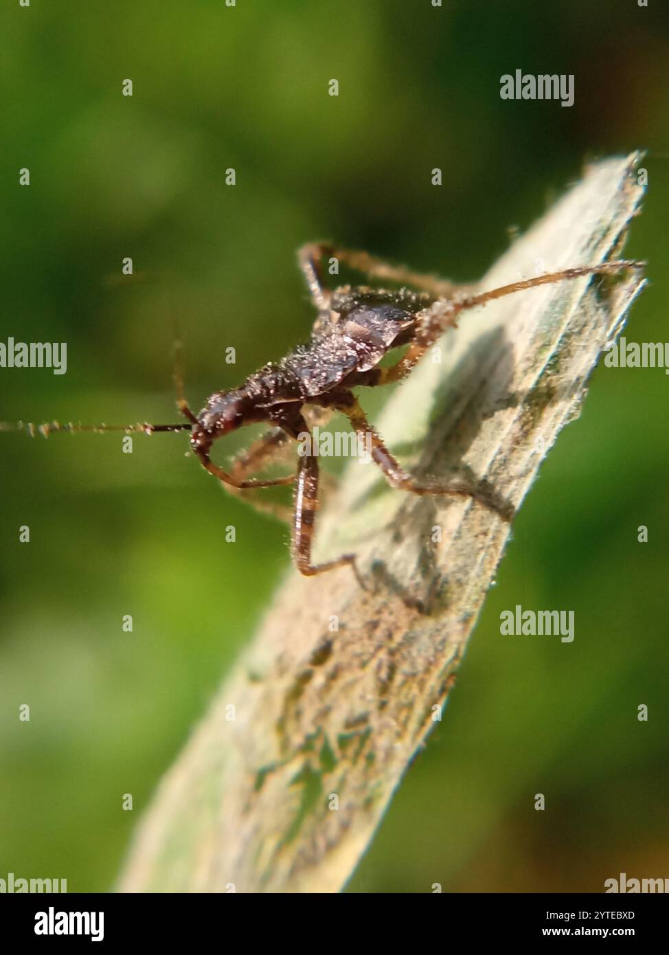 Tree Damsel Bug (Himacerus apterus Stock Photo - Alamy
