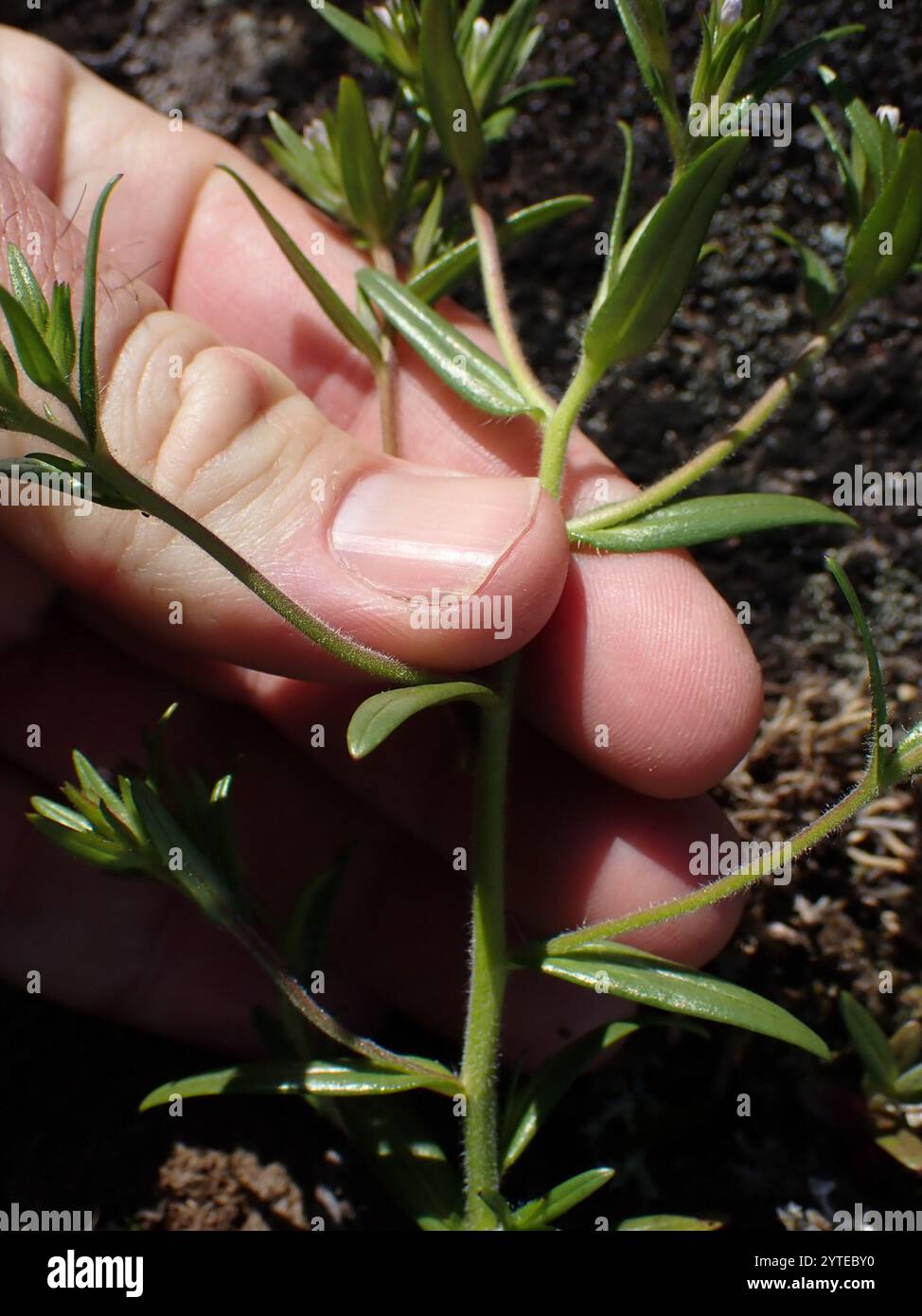 slender phlox (Microsteris gracilis Stock Photo - Alamy