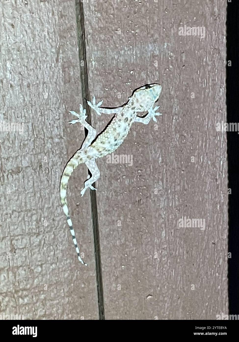 Mediterranean House Gecko (Hemidactylus turcicus Stock Photo - Alamy