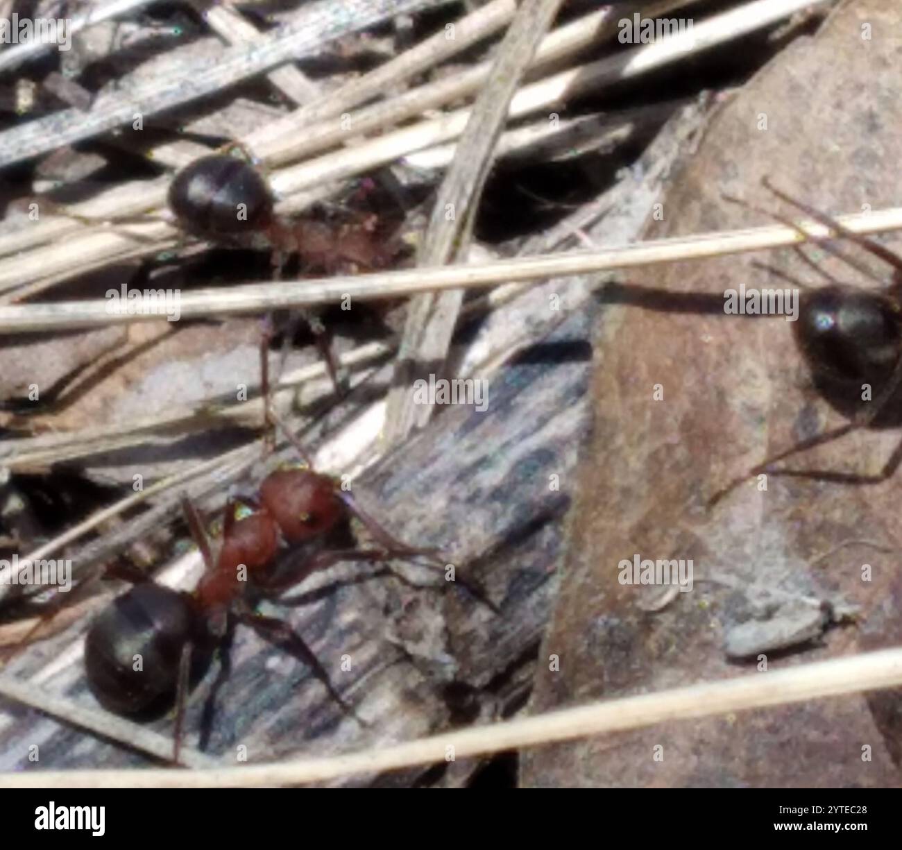 integra-group Field and Mound Ants (Formica integra Stock Photo - Alamy