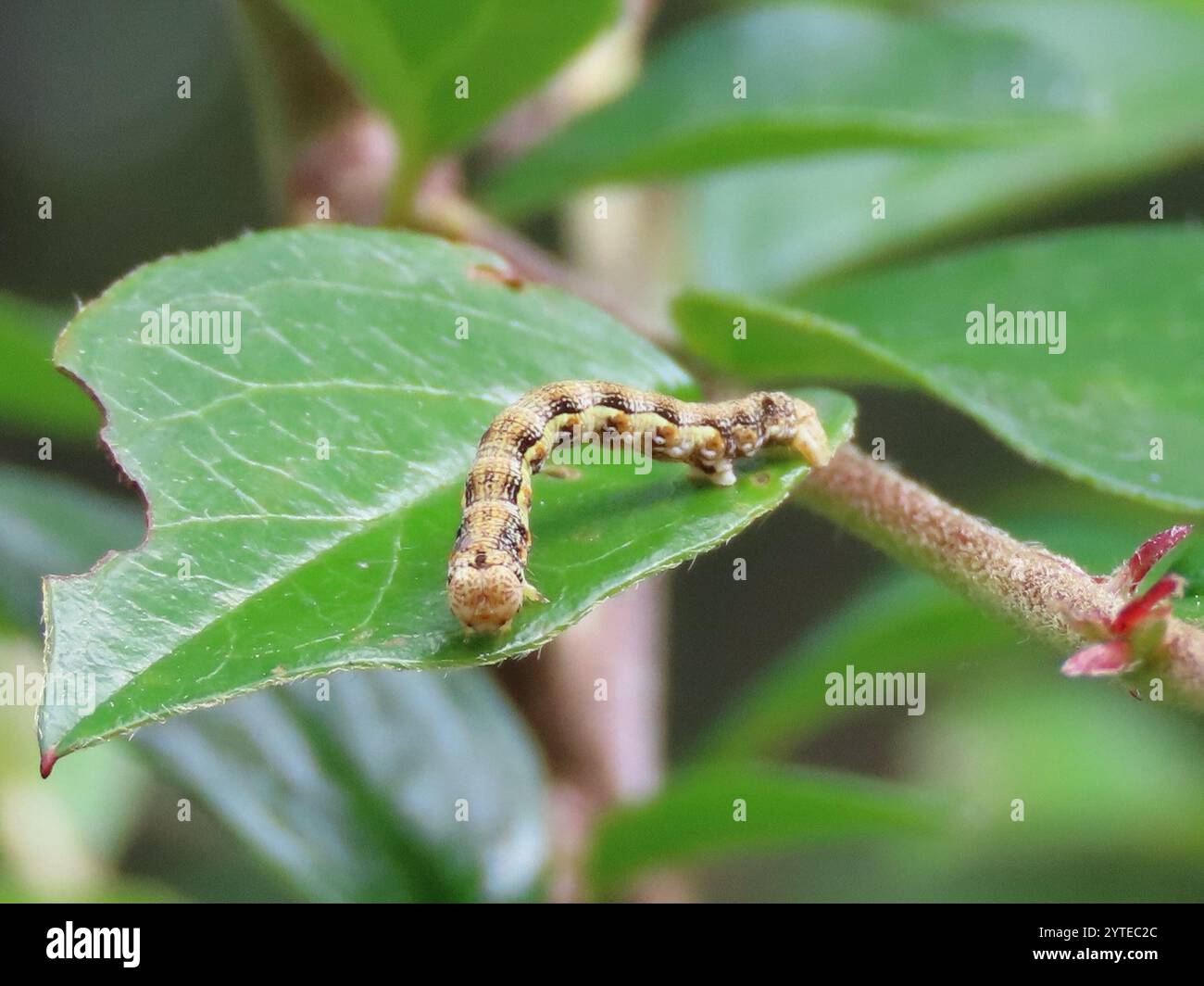 Vancouver Looper (Erannis vancouverensis Stock Photo - Alamy