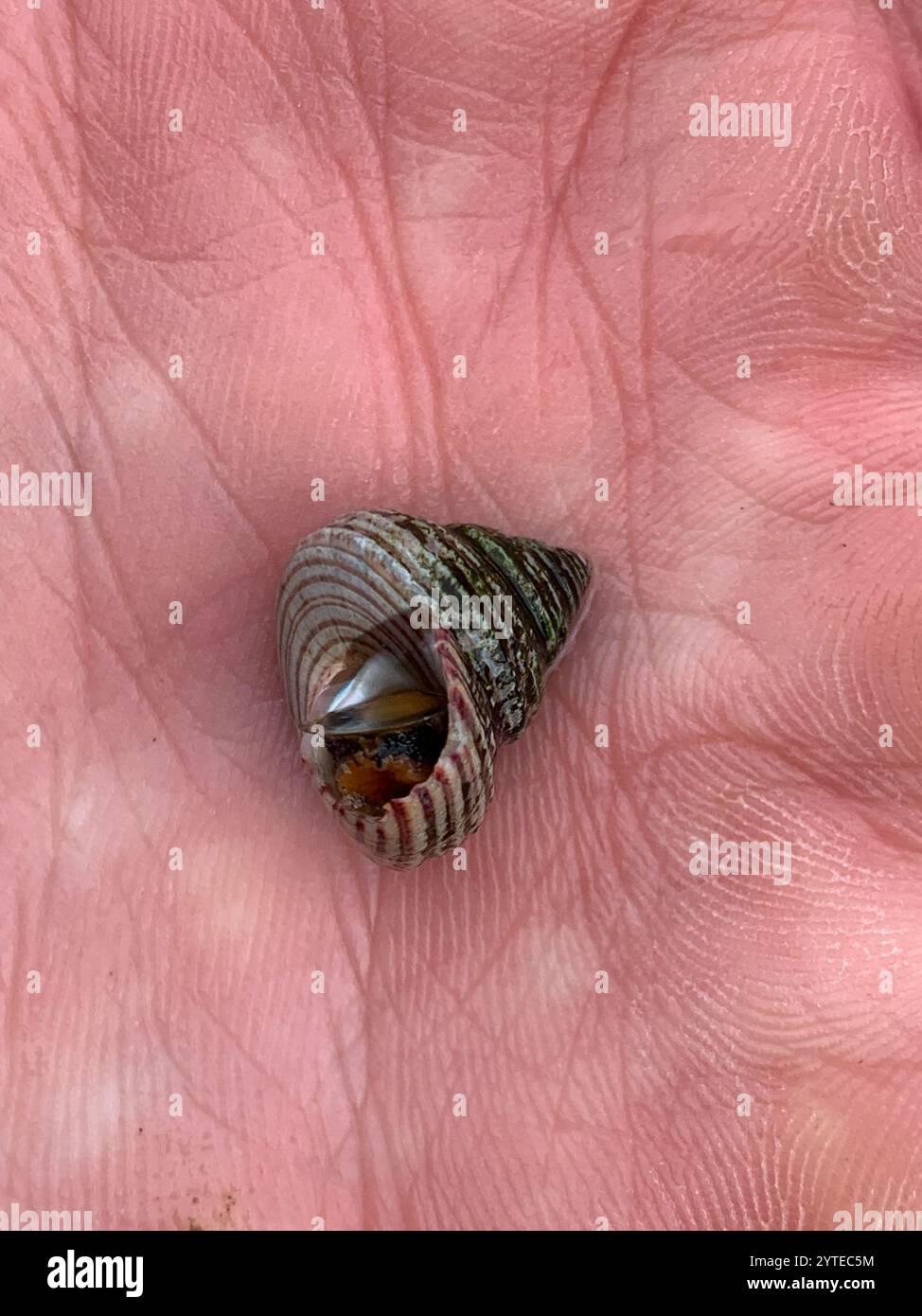 Blue ringed top snail hi-res stock photography and images - Alamy