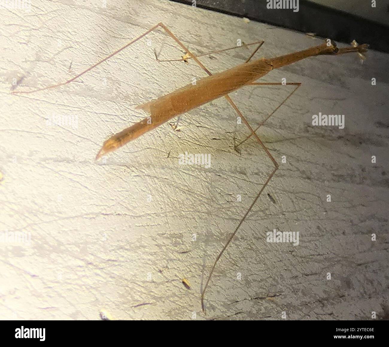 American Grass Mantis (Thesprotia graminis Stock Photo - Alamy