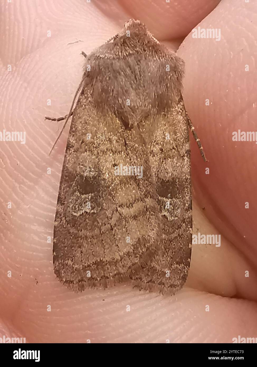 Small Square-spot (Diarsia rubi Stock Photo - Alamy