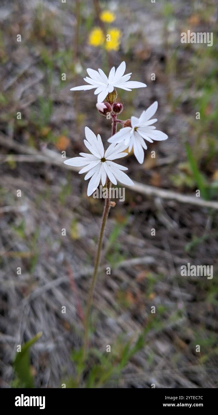 smallflower woodland star (Lithophragma parviflorum Stock Photo - Alamy