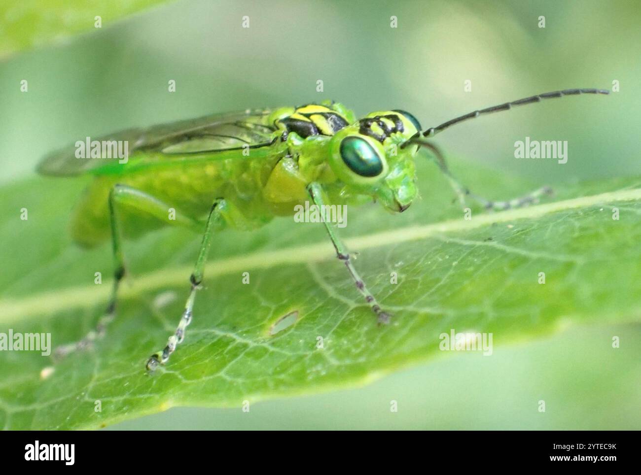 Dark Rhogogaster (Rhogogaster viridis Stock Photo - Alamy