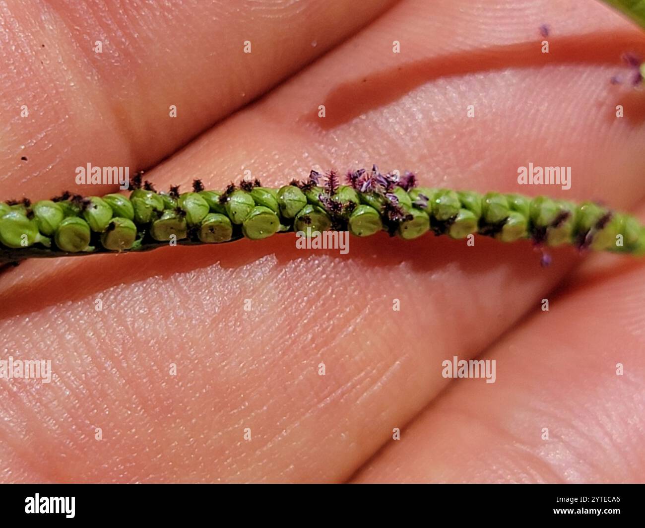 Thin Paspalum (Paspalum setaceum Stock Photo - Alamy