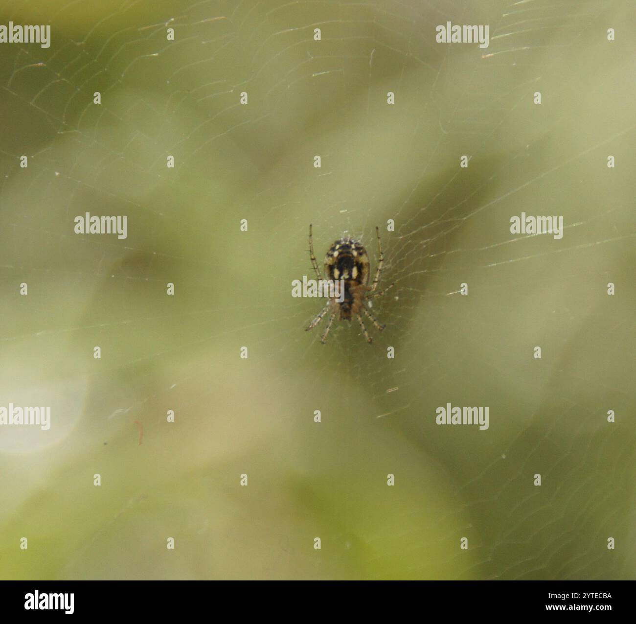 Cricket-bat Orbweaver (Mangora acalypha Stock Photo - Alamy