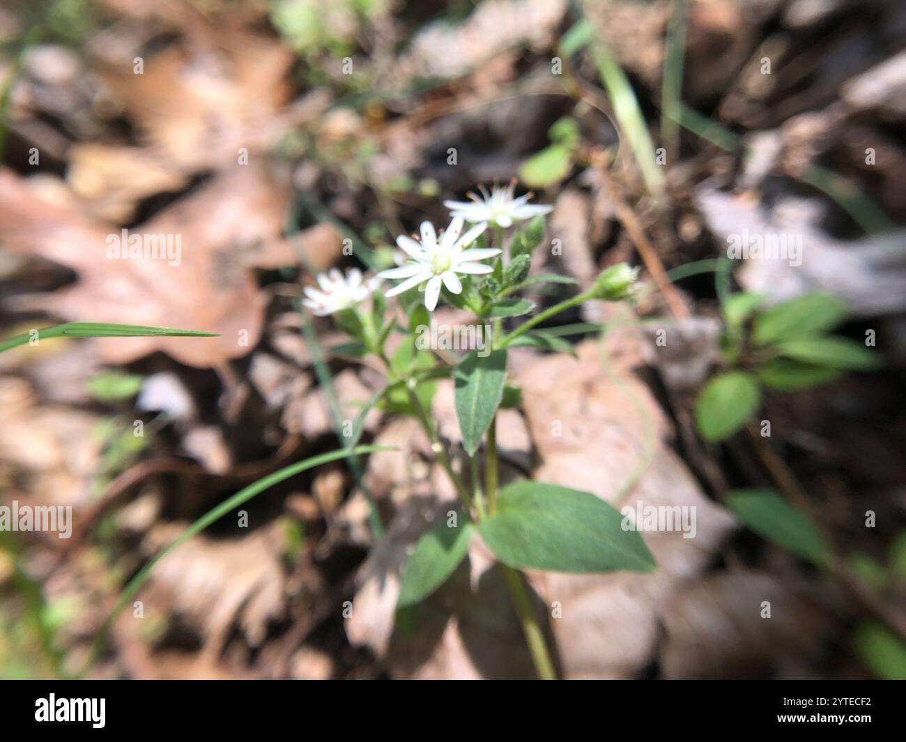 star chickweed (Stellaria pubera Stock Photo - Alamy