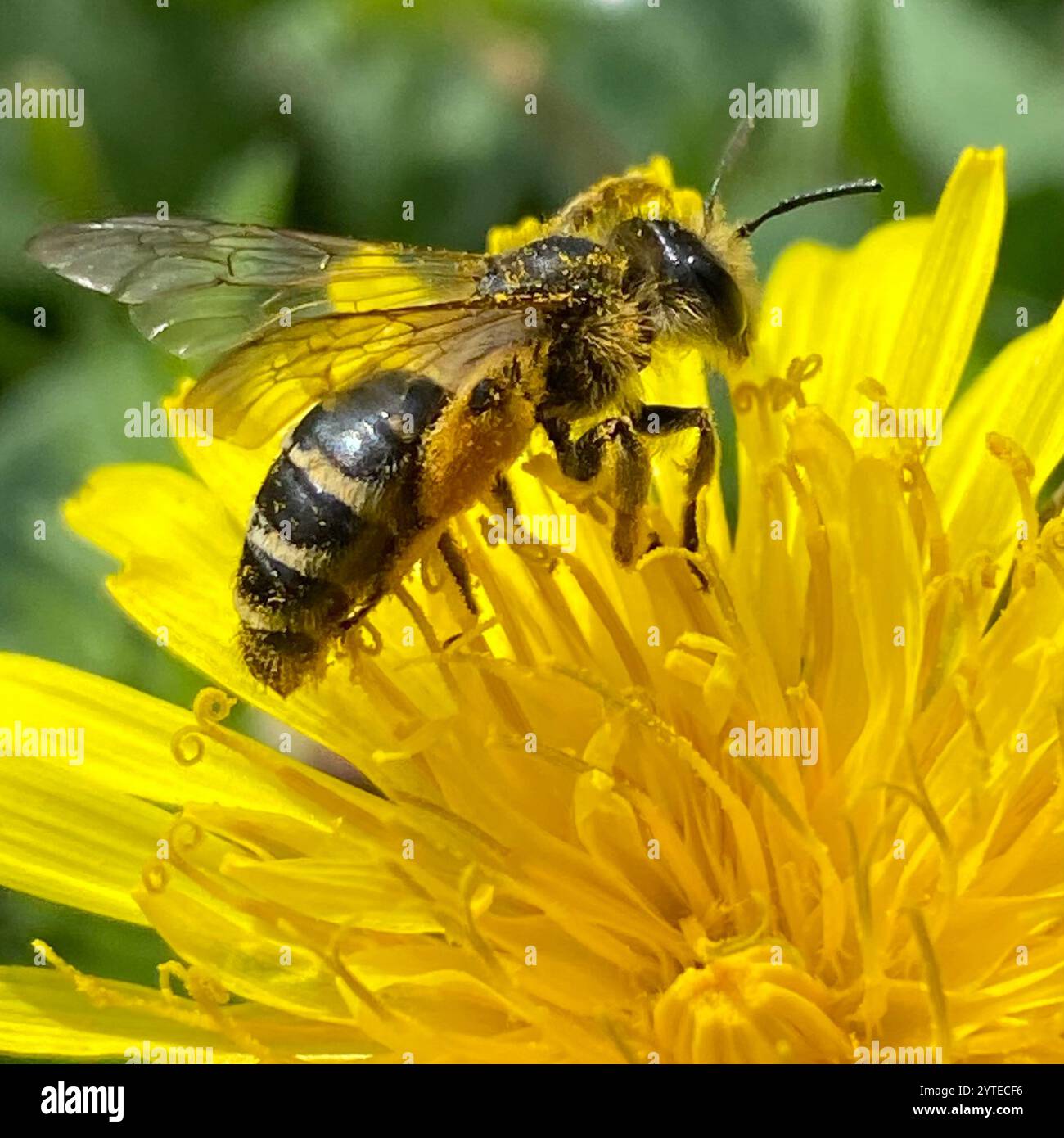 Mining Bees (Andrena Stock Photo - Alamy