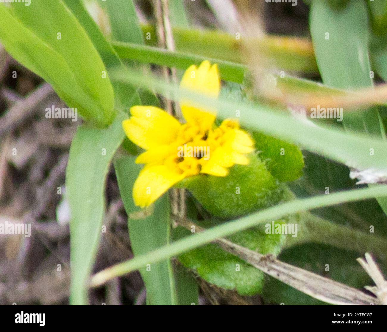straggler daisy (Calyptocarpus vialis Stock Photo - Alamy