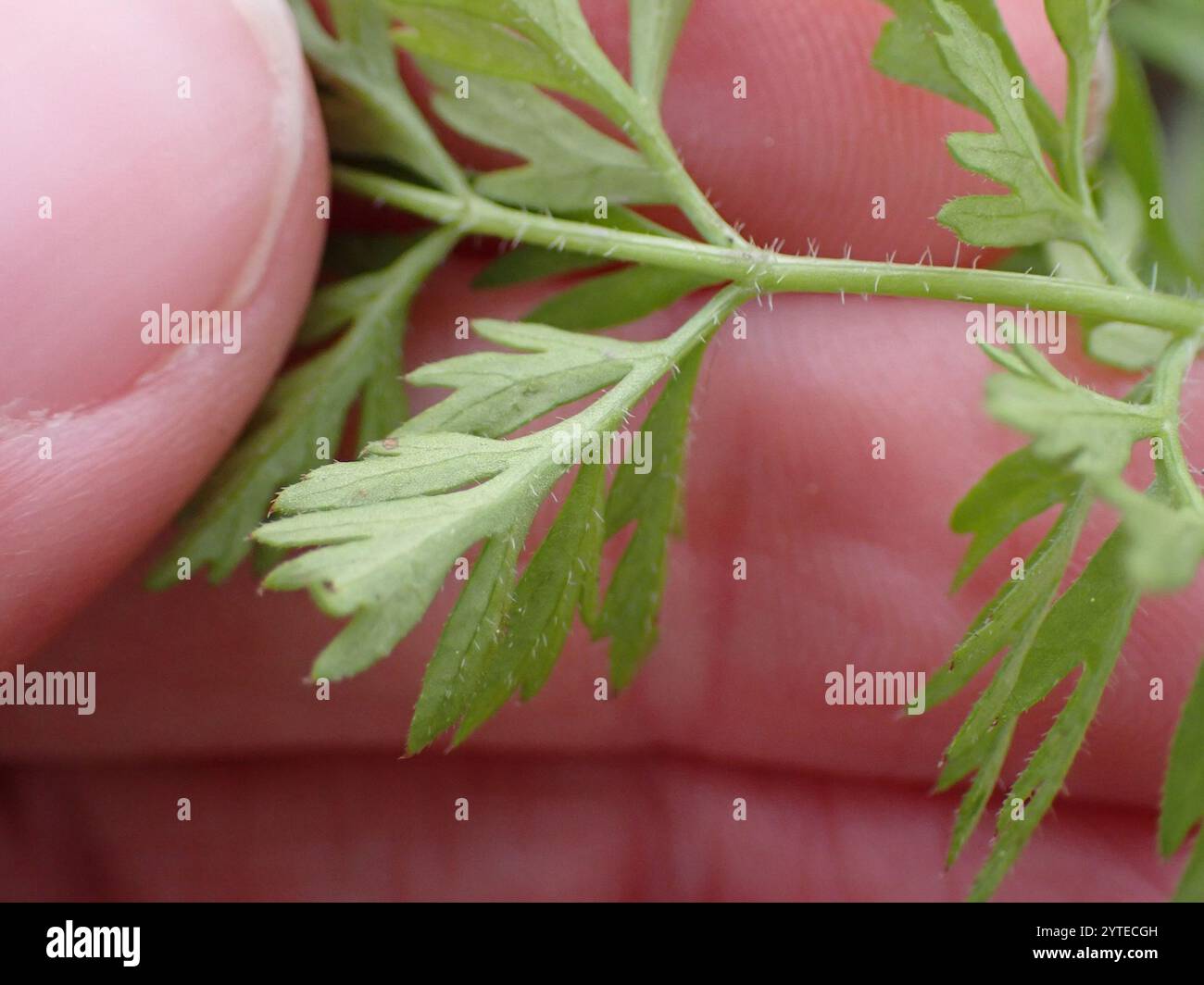 carrot family (Apiaceae Stock Photo - Alamy