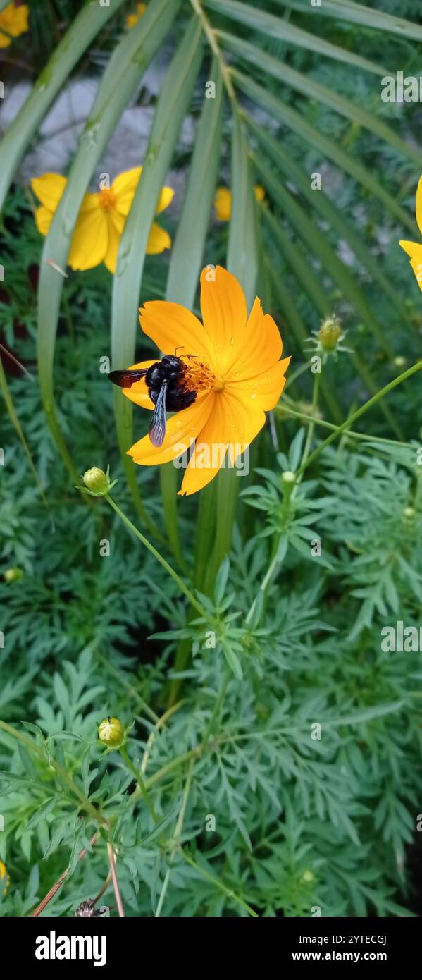 Large Carpenter Bees (Xylocopa Stock Photo - Alamy
