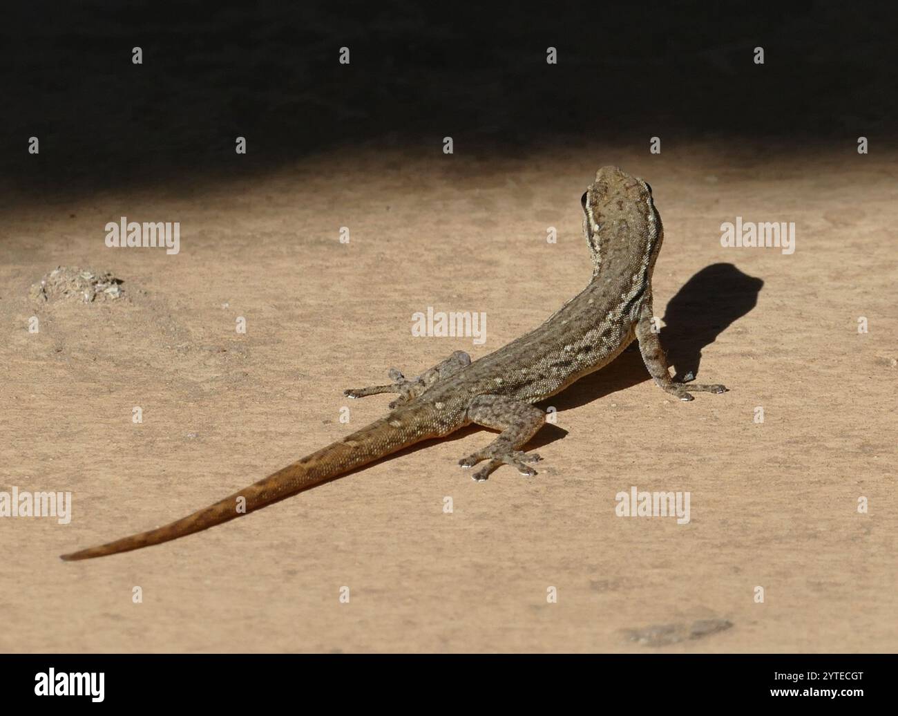 Common Dwarf Gecko (Lygodactylus capensis Stock Photo - Alamy