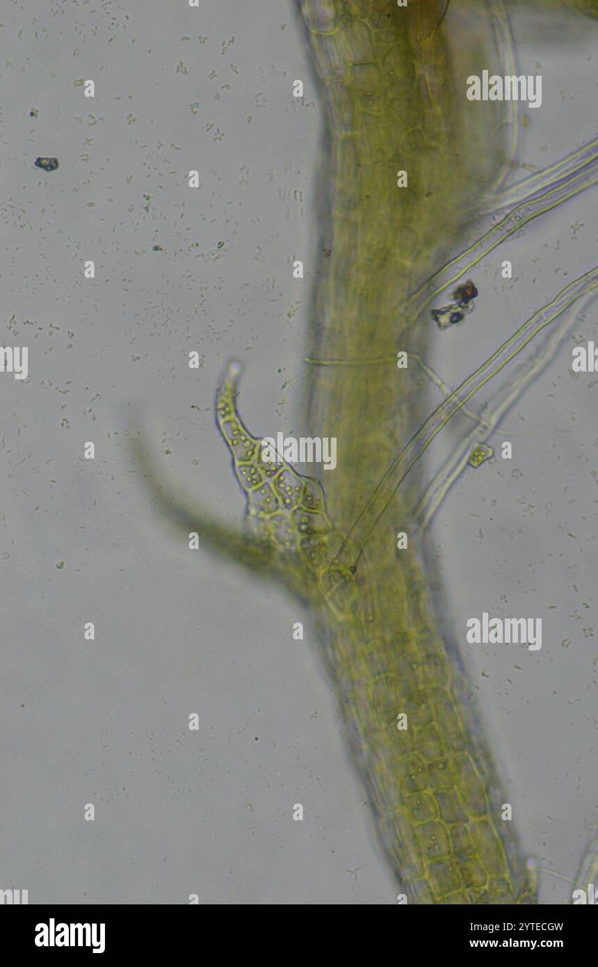 Spiny Threadwort (Cephaloziella spinigera Stock Photo - Alamy