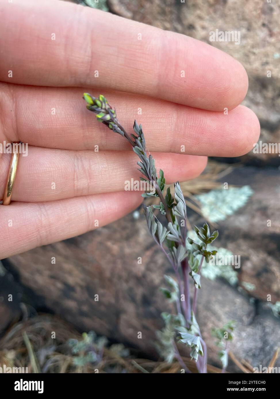 rock harlequin (Capnoides sempervirens Stock Photo - Alamy