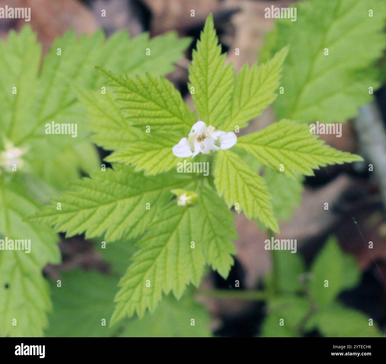 dwarf raspberry (Rubus pubescens Stock Photo - Alamy