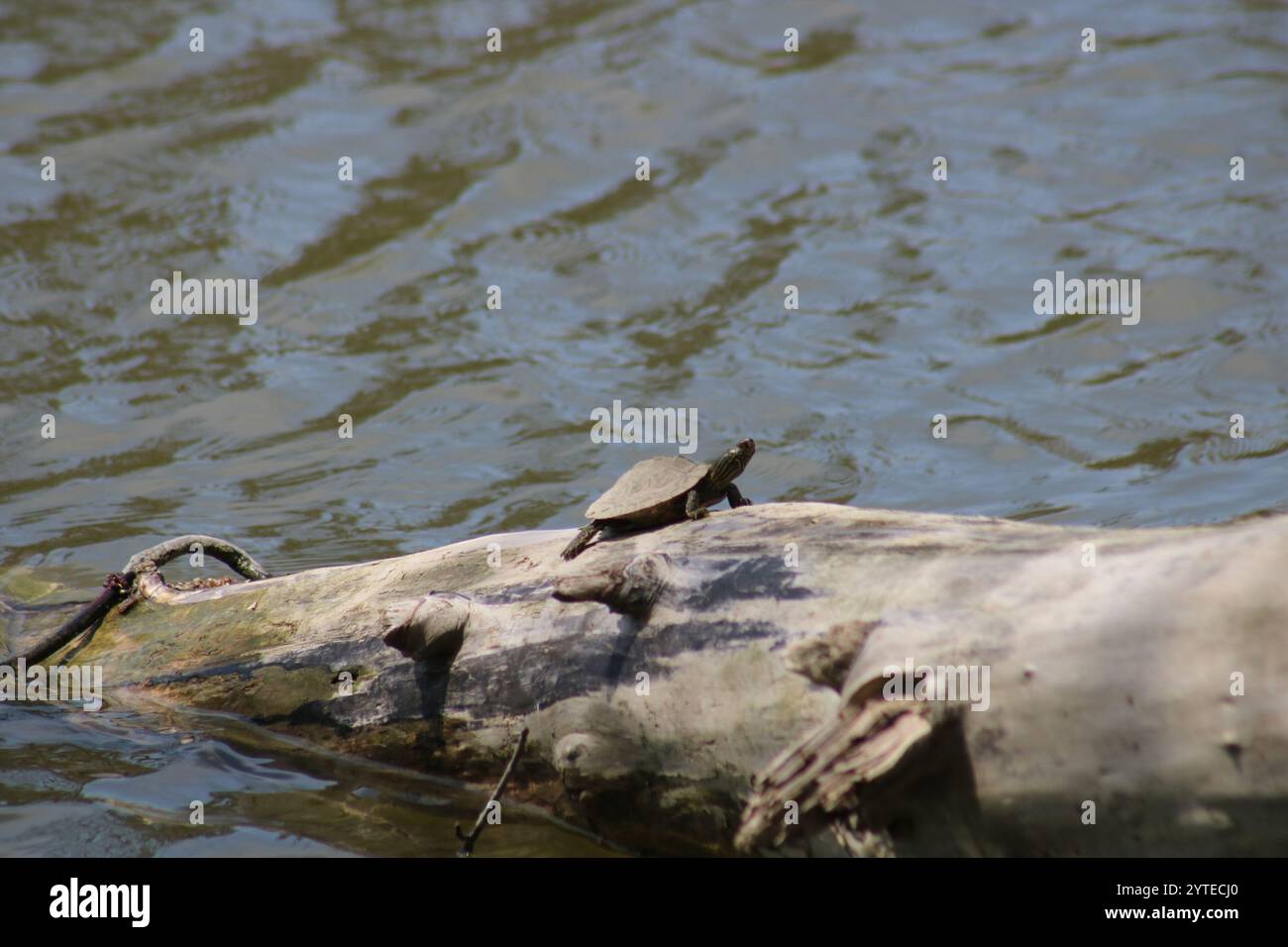 Northern Map Turtle (Graptemys geographica Stock Photo - Alamy
