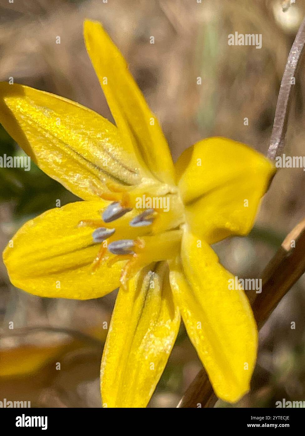 golden brodiaea (Triteleia ixioides ixioides Stock Photo - Alamy