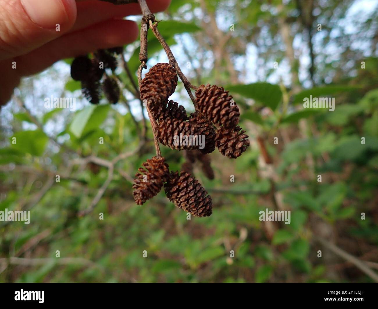 Red Alder (Alnus rubra Stock Photo - Alamy