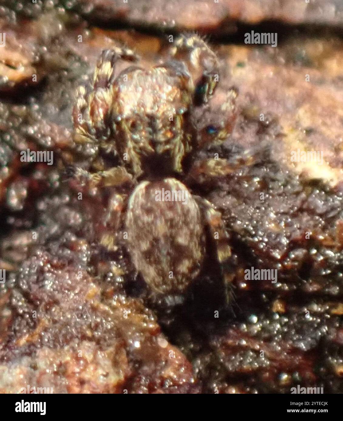 Typical jumping spiders hi-res stock photography and images - Alamy