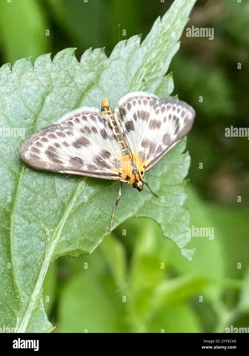 Small Magpie (Anania hortulata Stock Photo - Alamy