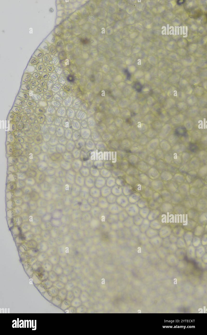 Ladder Flapwort (Nardia scalaris Stock Photo - Alamy