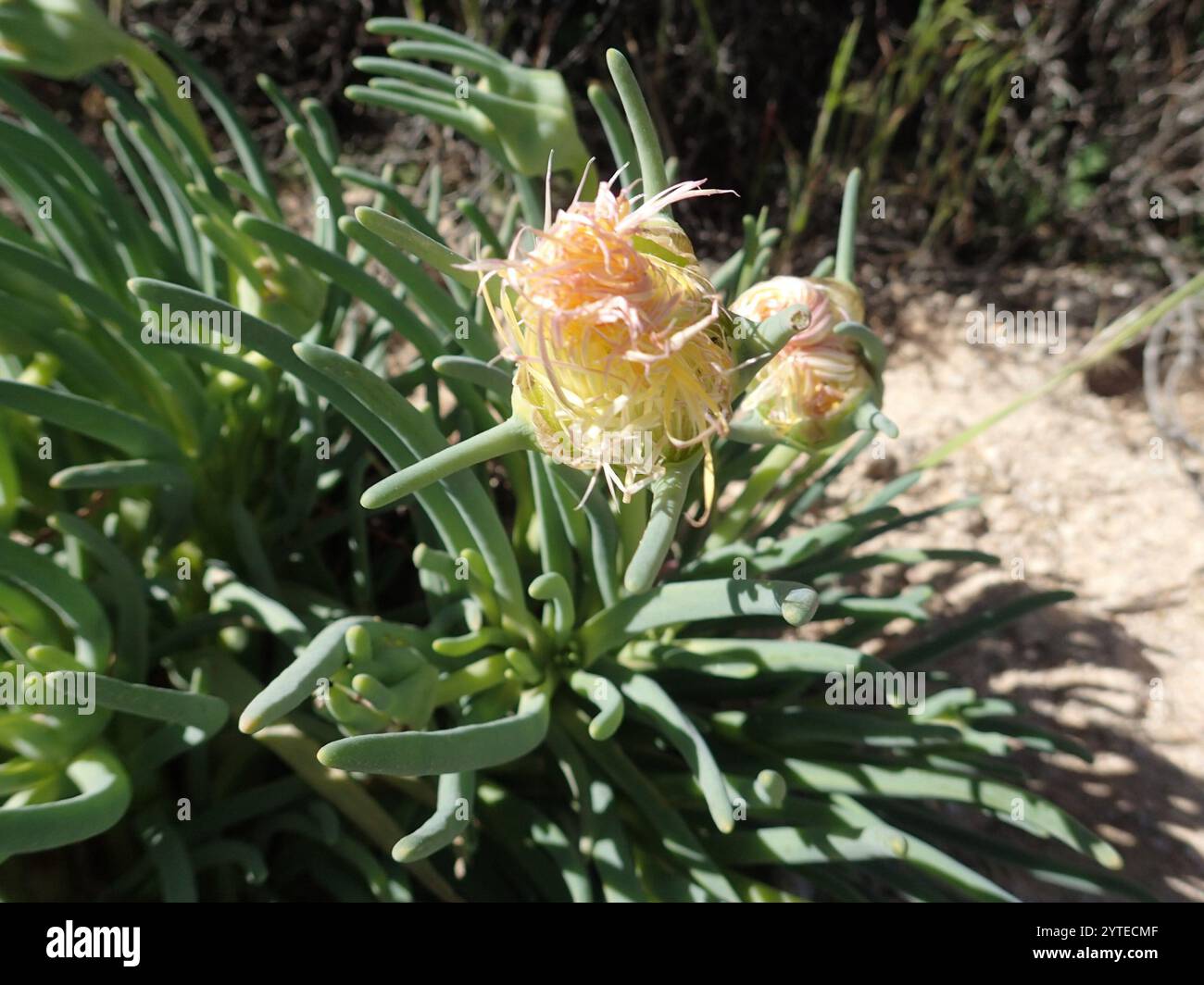 Pig's-root (Conicosia pugioniformis Stock Photo - Alamy