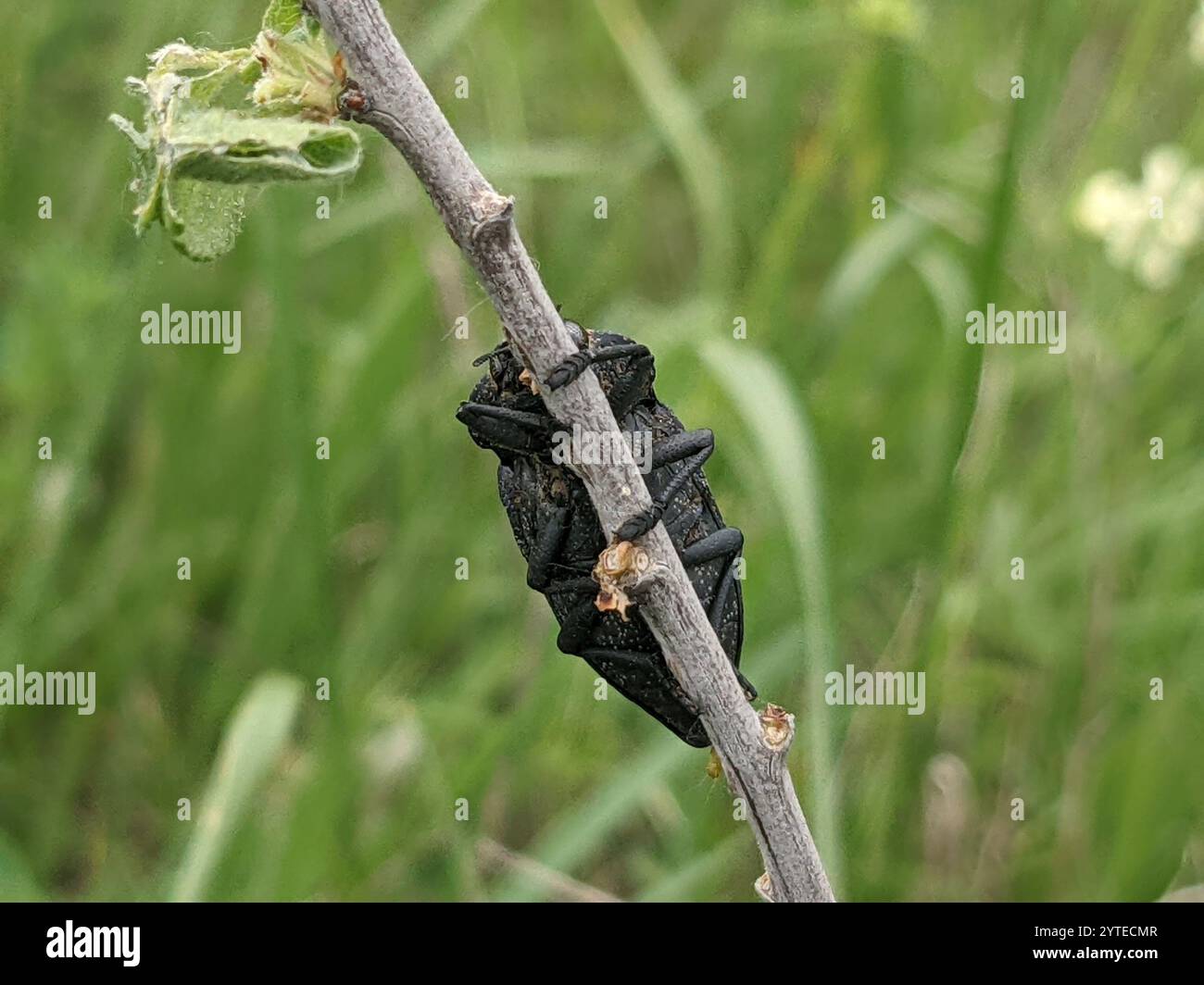 Flat-headed Root-borer (Capnodis tenebrionis Stock Photo - Alamy