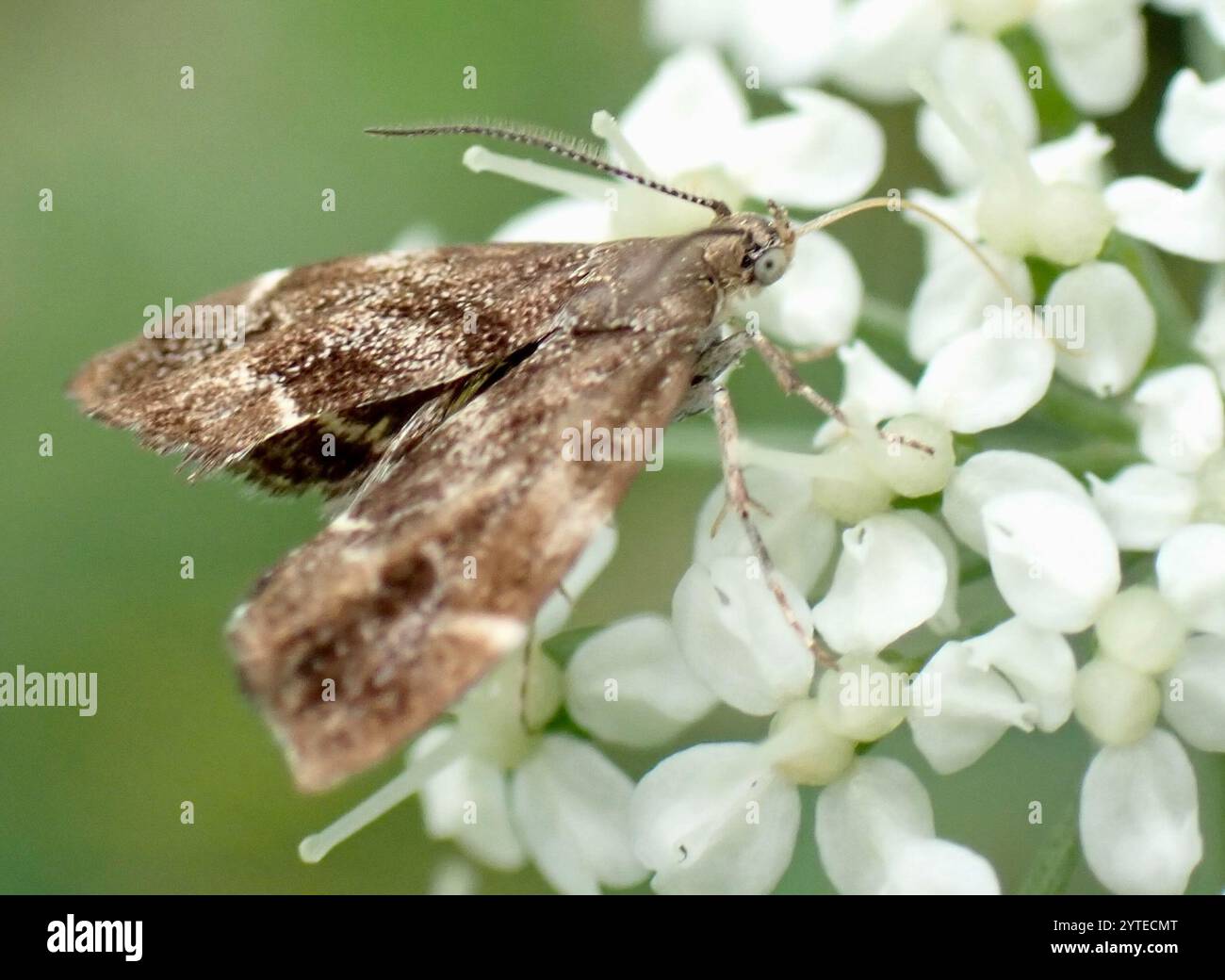 Common Nettle-tap (Anthophila fabriciana Stock Photo - Alamy