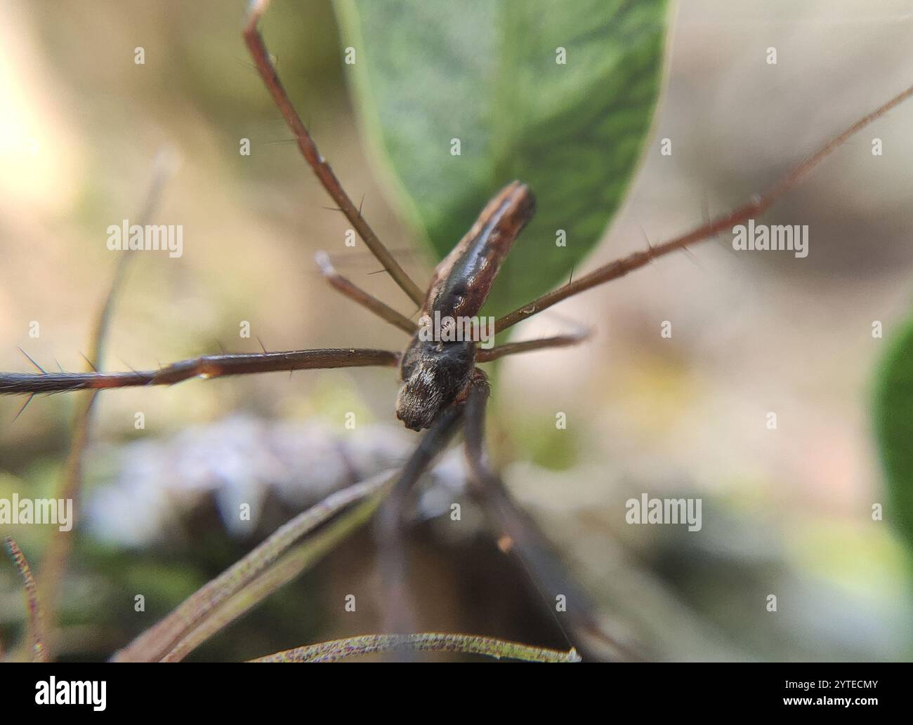 Golden Silk Spider (Trichonephila clavipes Stock Photo - Alamy