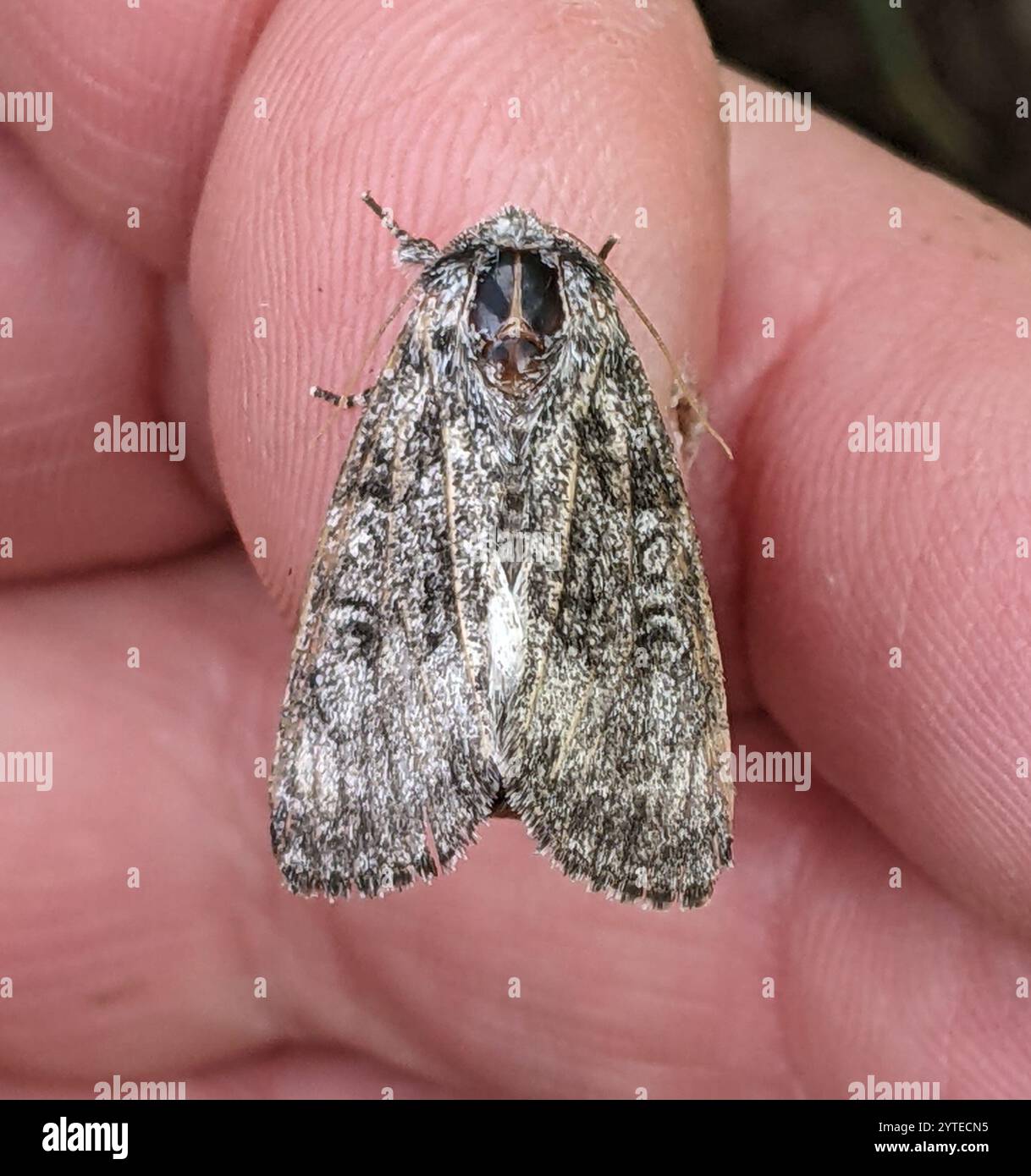 Brother Moth (Raphia frater Stock Photo - Alamy