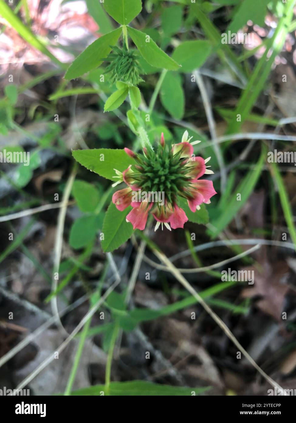 buffalo clover (Trifolium reflexum Stock Photo - Alamy