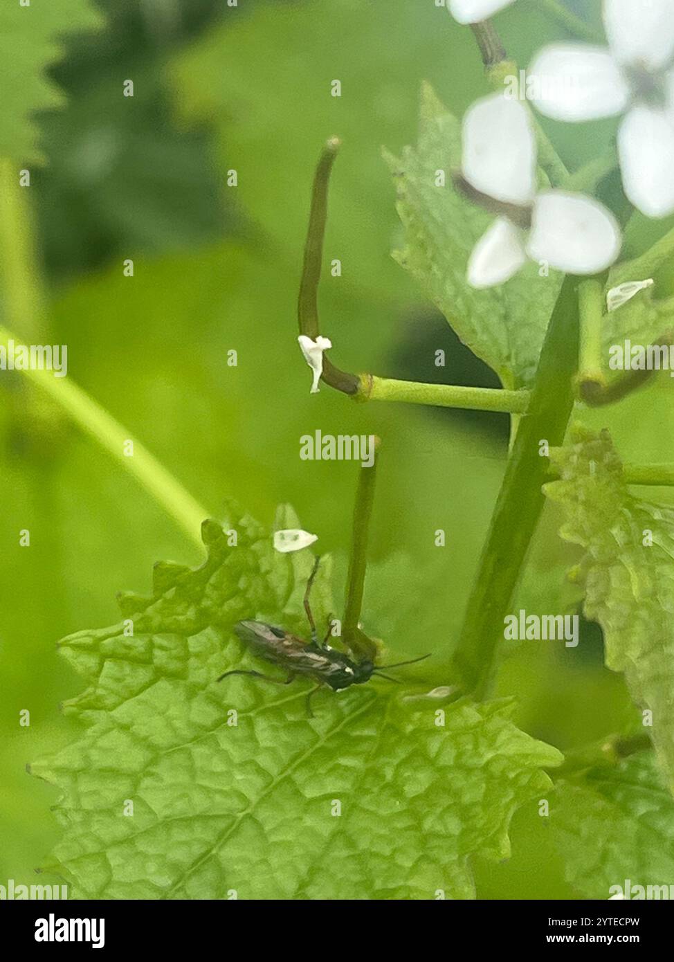 Ants, Bees, Wasps, and Sawflies (Hymenoptera Stock Photo - Alamy